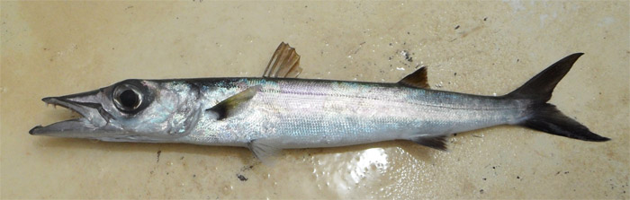 빅아이 바라쿠다(Bigeye barracuda). Sphyraena forsteri(Cuvier, 1829).
