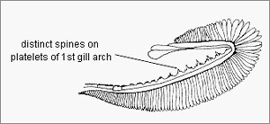 빅아이 바라쿠다(Bigeye barracuda). Sphyraena forsteri(Cuvier, 1829).