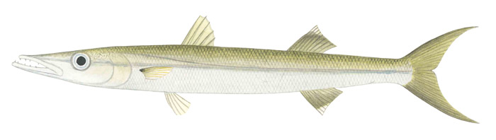 빅아이 바라쿠다(Bigeye barracuda). Sphyraena forsteri(Cuvier, 1829).