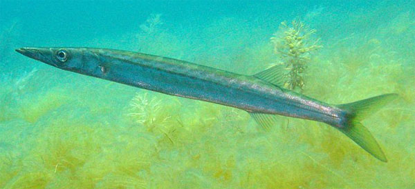 오스트레일리안 바라쿠다(Australian barracuda). Sphyraena novaehollandiae(Günther ...