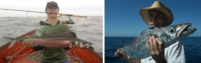 농어목 갈치꼬치과(Family Gempylidae; Snake mackerels)