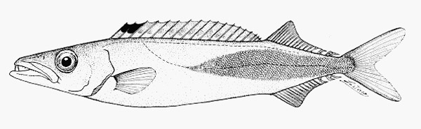 통치(Royal escolar). Rexea prometheoides(Bleeker, 1856)
