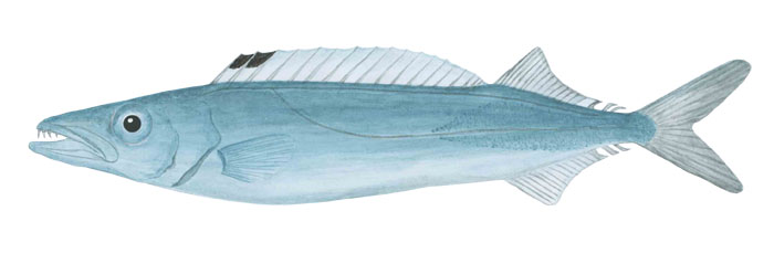 통치(Royal escolar). Rexea prometheoides(Bleeker, 1856)