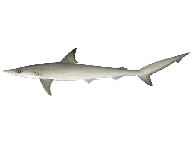 슬릿트아이 샤크(Sliteye shark)