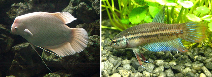 농어목 버들붕어과(Family Osphronemidae; Gouramies)