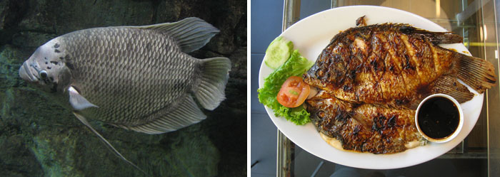 농어목 버들붕어과(Family Osphronemidae; Gouramies)