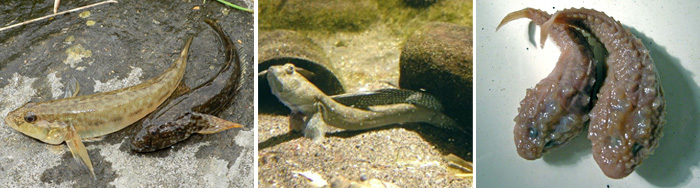 농어목 망둑어과(Family Gobiidae; Gobies)