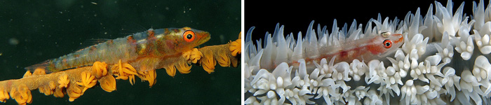 농어목 망둑어과(Family Gobiidae; Gobies)