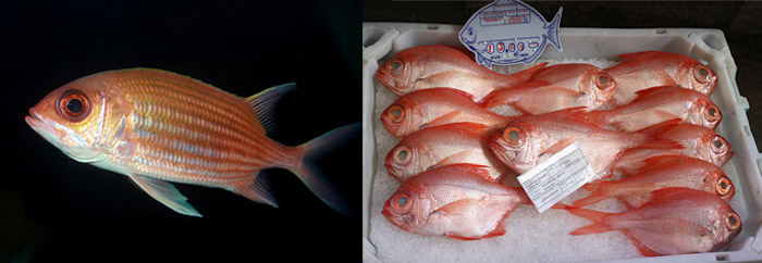 경골상강/Superclass Osteichthyes(bony fishes)→조기강/Class Actinopterygii(ray ...