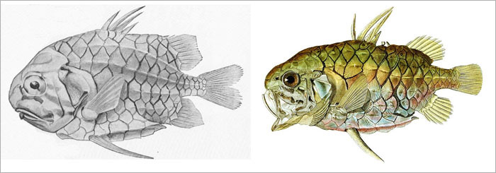 철갑둥어(Pineconefish). Monocentris japonica(Houttuyn, 1782)