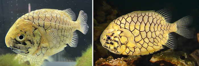 철갑둥어(Pineconefish). Monocentris japonica(Houttuyn, 1782)