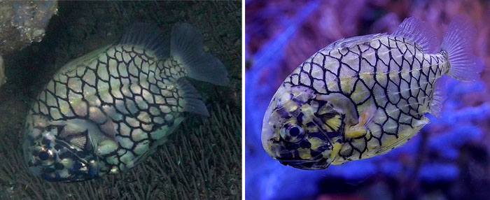 철갑둥어(Pineconefish). Monocentris japonica(Houttuyn, 1782)