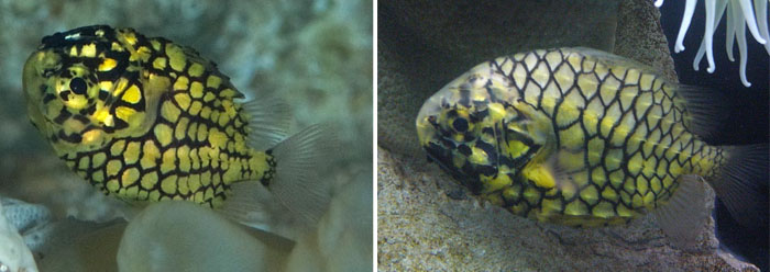 철갑둥어(Pineconefish). Monocentris japonica(Houttuyn, 1782)