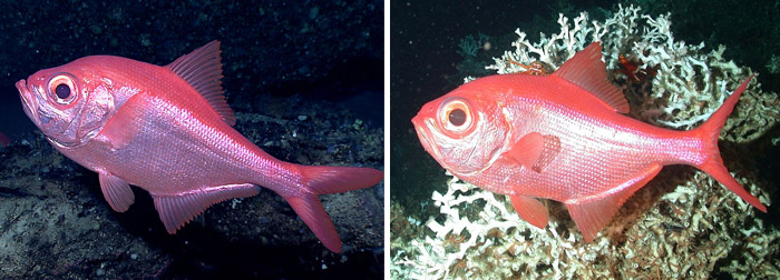 금눈돔목 금눈돔과 Family Berycidae(Alfonsinos)