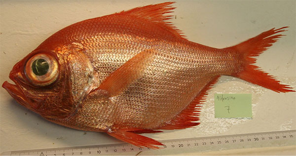 금눈돔(Alfonsino). Beryx decadactylus(Cuvier, 1829)