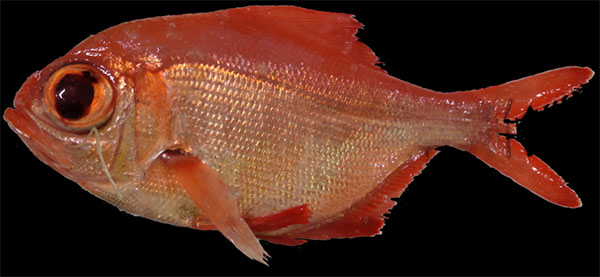 금눈돔(Alfonsino). Beryx decadactylus(Cuvier, 1829)