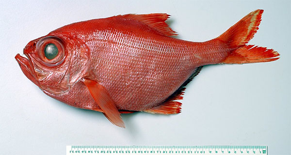 금눈돔(Alfonsino). Beryx decadactylus(Cuvier, 1829)