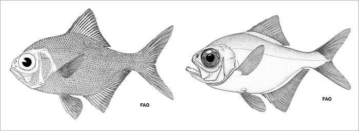 금눈돔(Alfonsino). Beryx decadactylus(Cuvier, 1829)