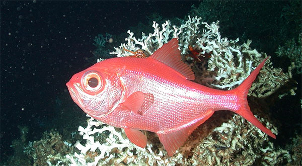 금눈돔(Alfonsino). Beryx decadactylus(Cuvier, 1829)