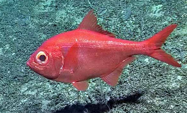 금눈돔(Alfonsino). Beryx decadactylus(Cuvier, 1829)