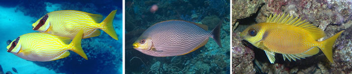 농어목 독가시치과. Family Siganidae(Rabbitfishes/토끼고기)
