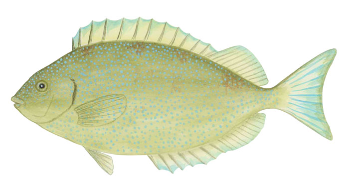 관독가시치(White-spotted spinefoot). Siganus canaliculatus(Park, 1797)