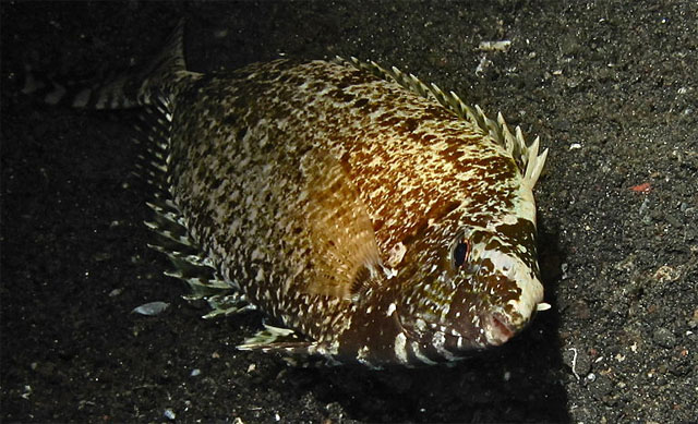 관독가시치(White-spotted spinefoot). Siganus canaliculatus(Park, 1797)