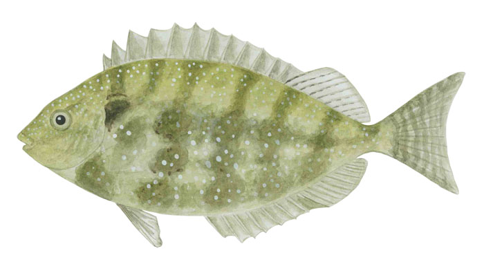 관독가시치(White-spotted spinefoot). Siganus canaliculatus(Park, 1797)