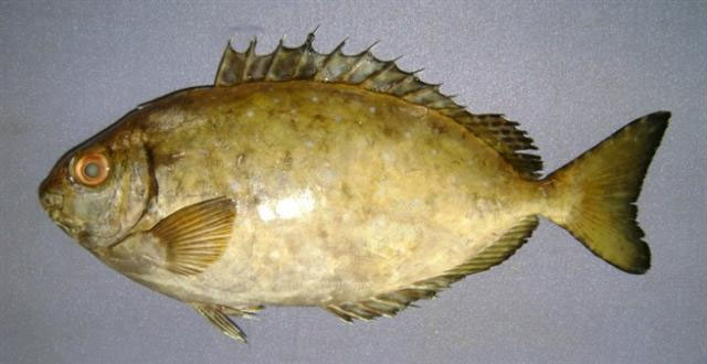 관독가시치(White-spotted spinefoot). Siganus canaliculatus(Park, 1797)