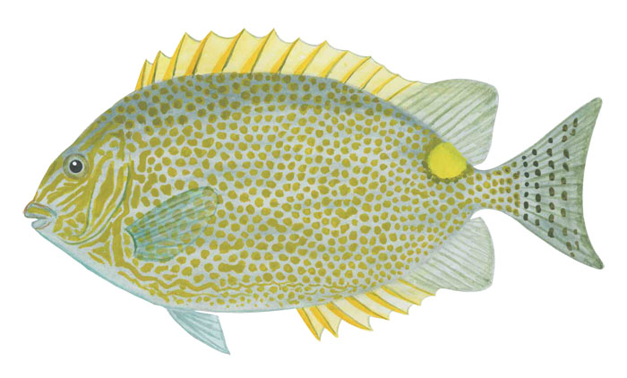 오렌지 스폿티드 스파인푸트(Orange-spotted spinefoot). Siganus guttatus(Bloch, 1787).
