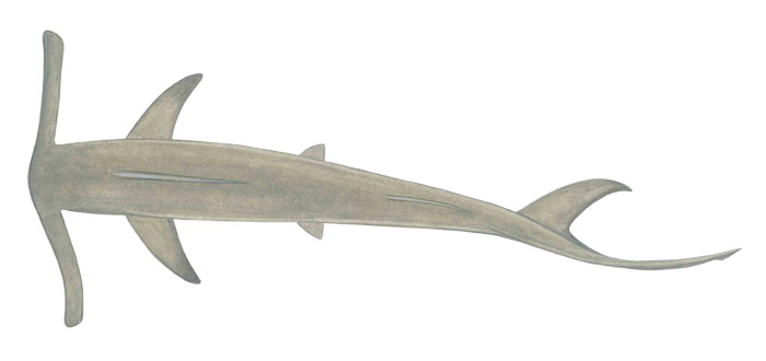 윙해드 샤크(Winghead shark)