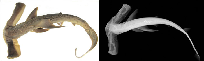 윙해드 샤크(Winghead shark)