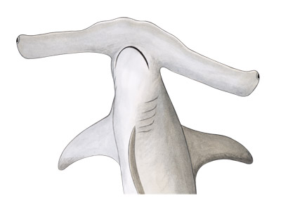 윙해드 샤크(Winghead shark)