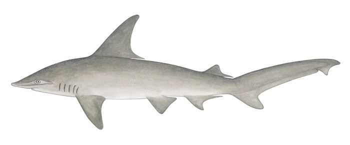 윙해드 샤크(Winghead shark)