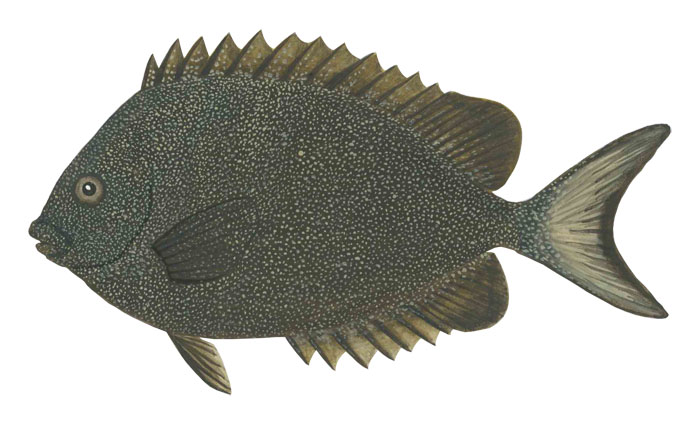 페퍼드 스파인푸트(Peppered spinefoot). Siganus punctatissimus(Fowler & Bean, 1929).