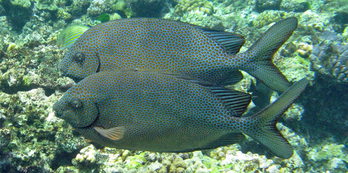 골드스폿티드 스파인푸트(Goldspotted spinefoot). Siganus punctatus(Schneider ...