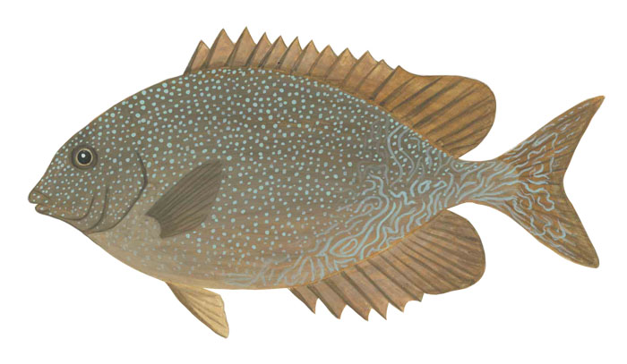 베리게이티드 스파인푸트(Variegated spinefoot). Siganus randalli(Woodland, 1990).