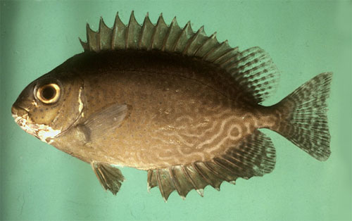 베리게이티드 스파인푸트(Variegated spinefoot). Siganus randalli(Woodland, 1990).