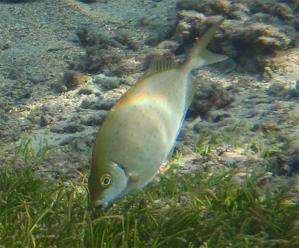 슈메이커 스파인푸트(Shoemaker spinefoot). Siganus sutor(Valenciennes, 1835).