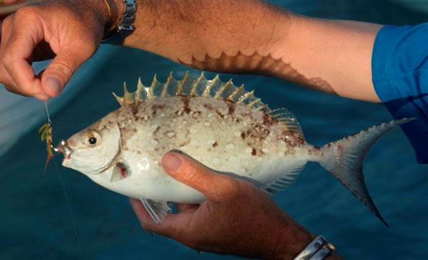 슈메이커 스파인푸트(Shoemaker spinefoot). Siganus sutor(Valenciennes, 1835).