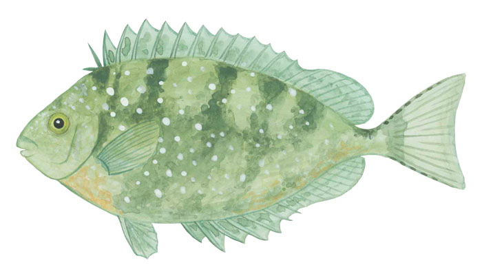 슈메이커 스파인푸트(Shoemaker spinefoot). Siganus sutor(Valenciennes, 1835).