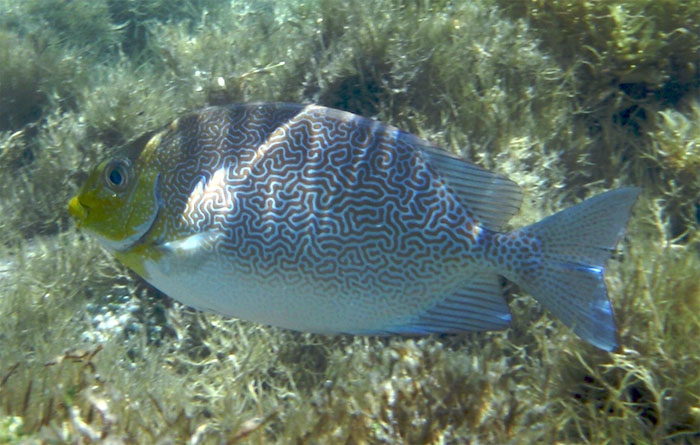 버미쿨레이티드 스파인푸트(Vermiculated spinefoot). Siganus vermiculatus ...