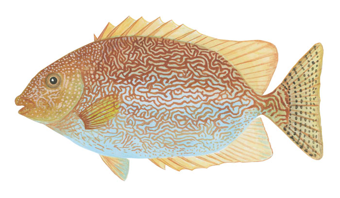 버미쿨레이티드 스파인푸트(Vermiculated spinefoot). Siganus vermiculatus ...