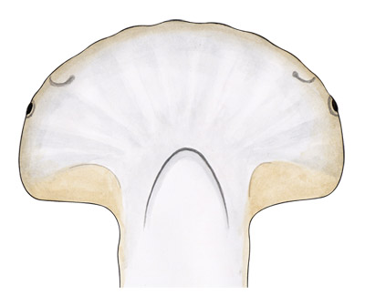 스캘로프드 보닛해드 샤크(Scalloped bonnethead shark)
