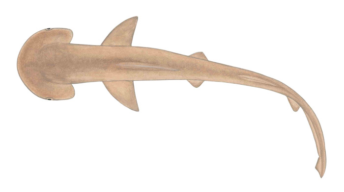 스캘로프드 보닛해드 샤크(Scalloped bonnethead shark)