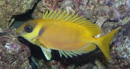 블루스폿티드 스파인푸트(Blue-spotted spinefoot). Siganus corallinus(Valenciennes ...