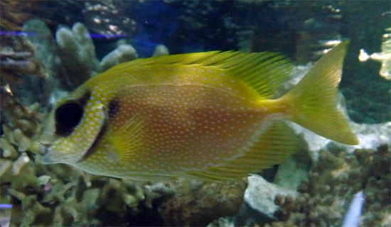 블루스폿티드 스파인푸트(Blue-spotted spinefoot). Siganus corallinus(Valenciennes ...
