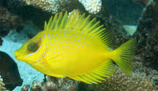 블루스폿티드 스파인푸트(Blue-spotted spinefoot). Siganus corallinus(Valenciennes ...