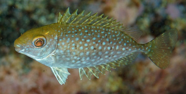 독가시치(Mottled spinefoot). Siganus fuscescens(Houttuyn, 1782).