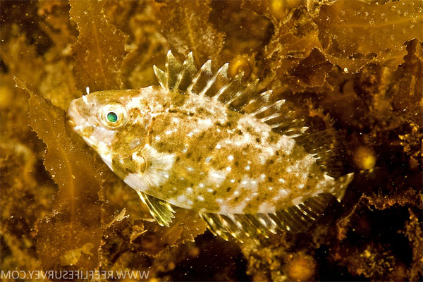 독가시치(Mottled spinefoot). Siganus fuscescens(Houttuyn, 1782).